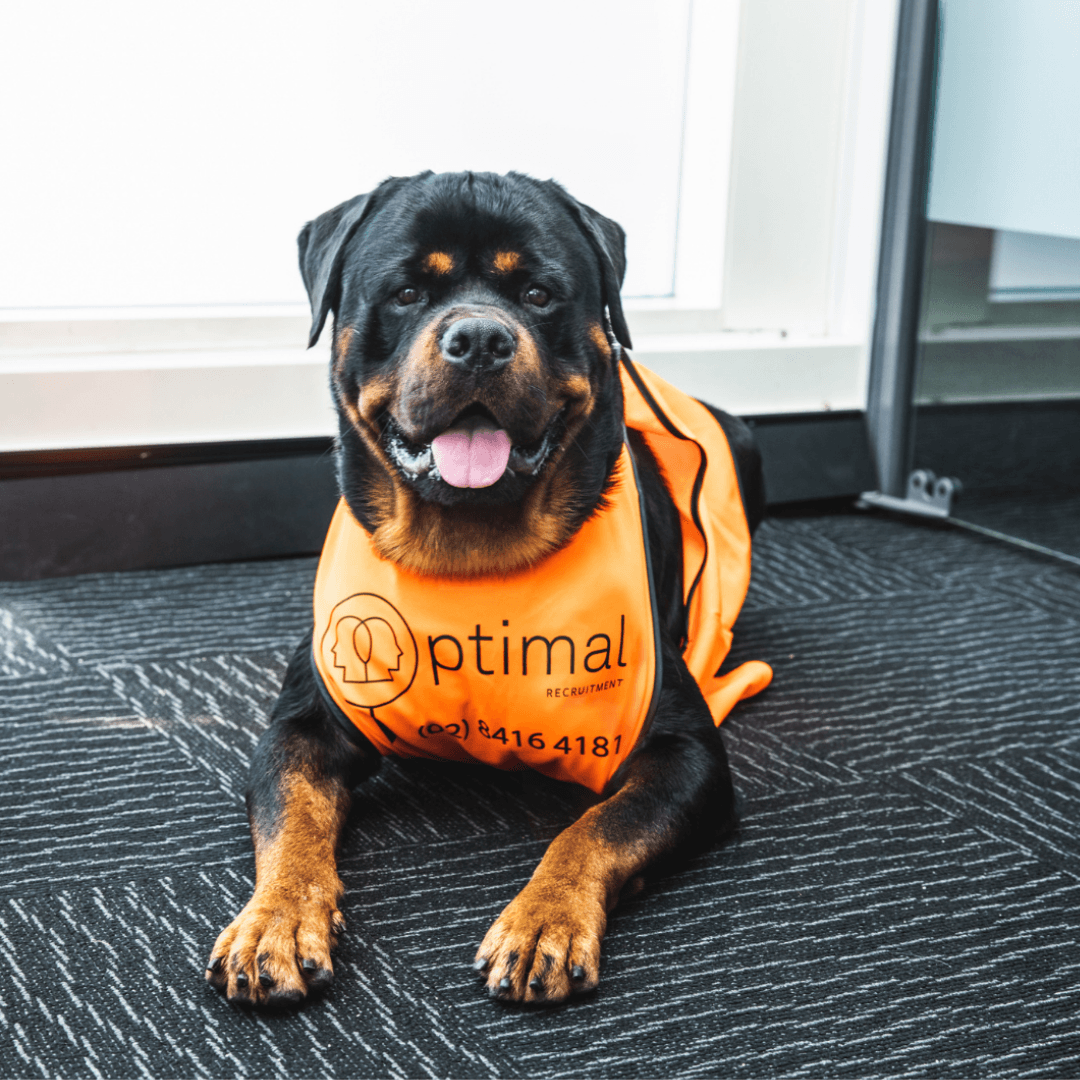 Dog friendly office | News | Optimal Recruitment